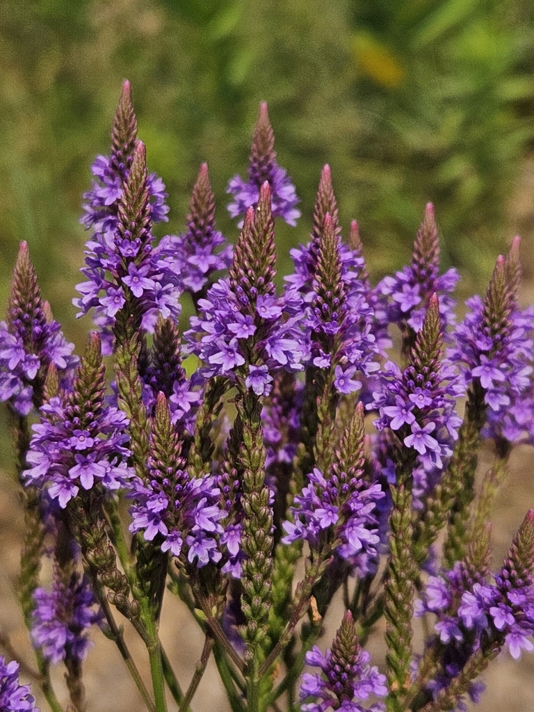blue vervain from 1800 Sherman, Whiting, WI 54481, USA on July 14, 2023 ...