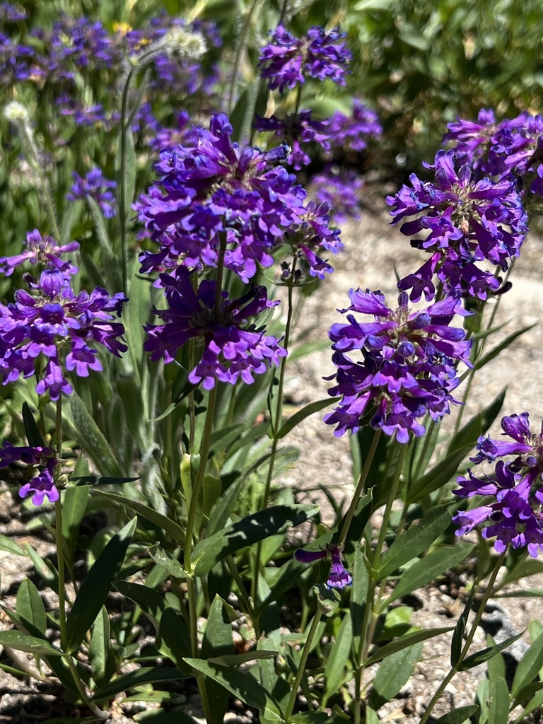 Small-flower Beardtongue from Payette National Forest, McCall, ID, US ...