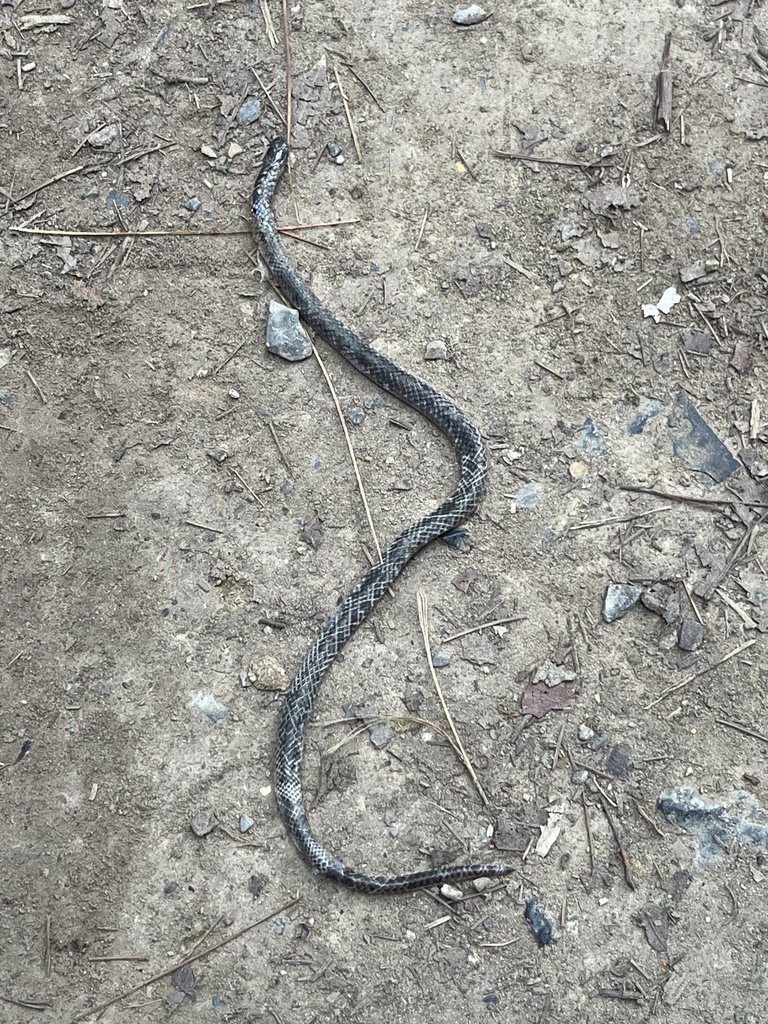 Colubrid Snakes from Goshen, VA, US on July 7, 2023 at 07:55 PM by ...