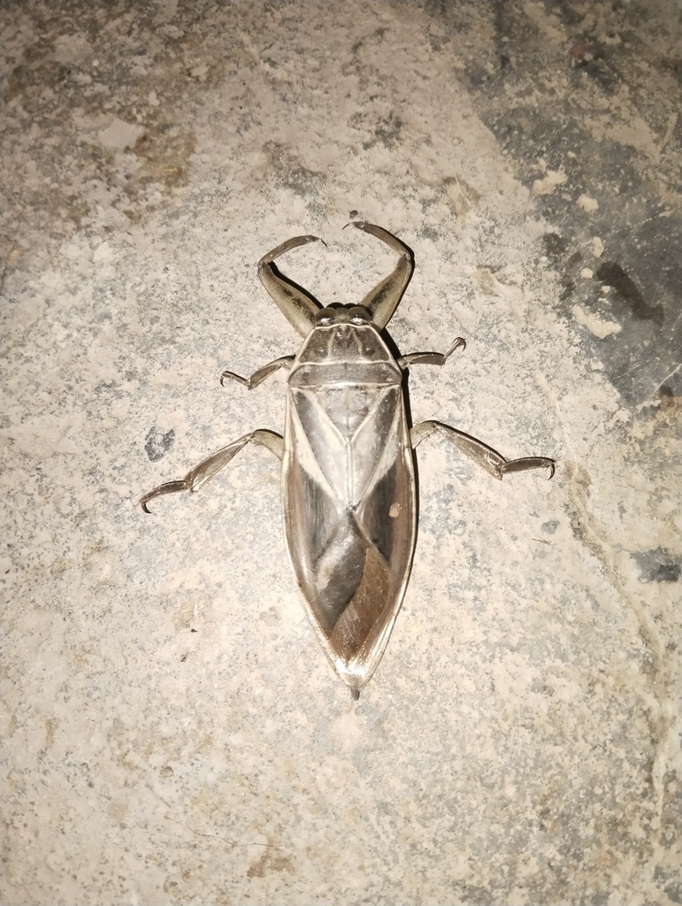 Indo-East Mediterranean Giant Water Bug from Udham Singh Nagar, IN-UT ...