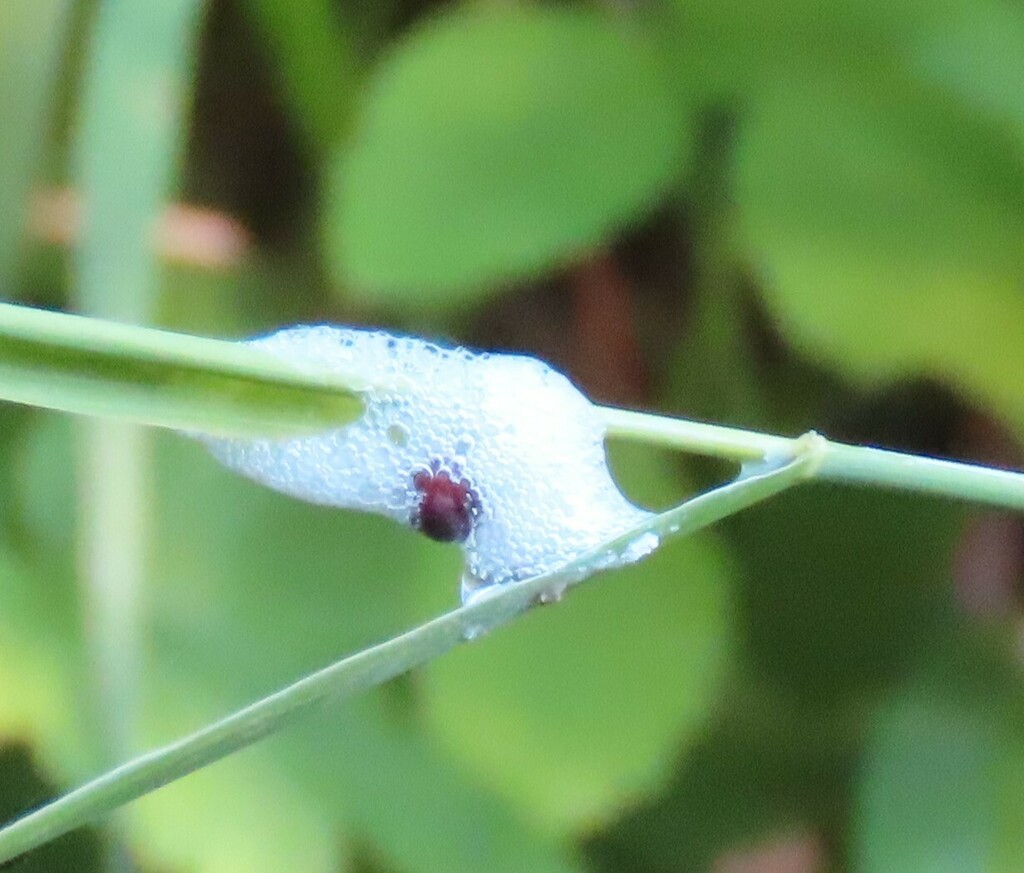 Spotted Red Spittle Bug from Belleville, ON, Canada on July 14, 2023 at ...