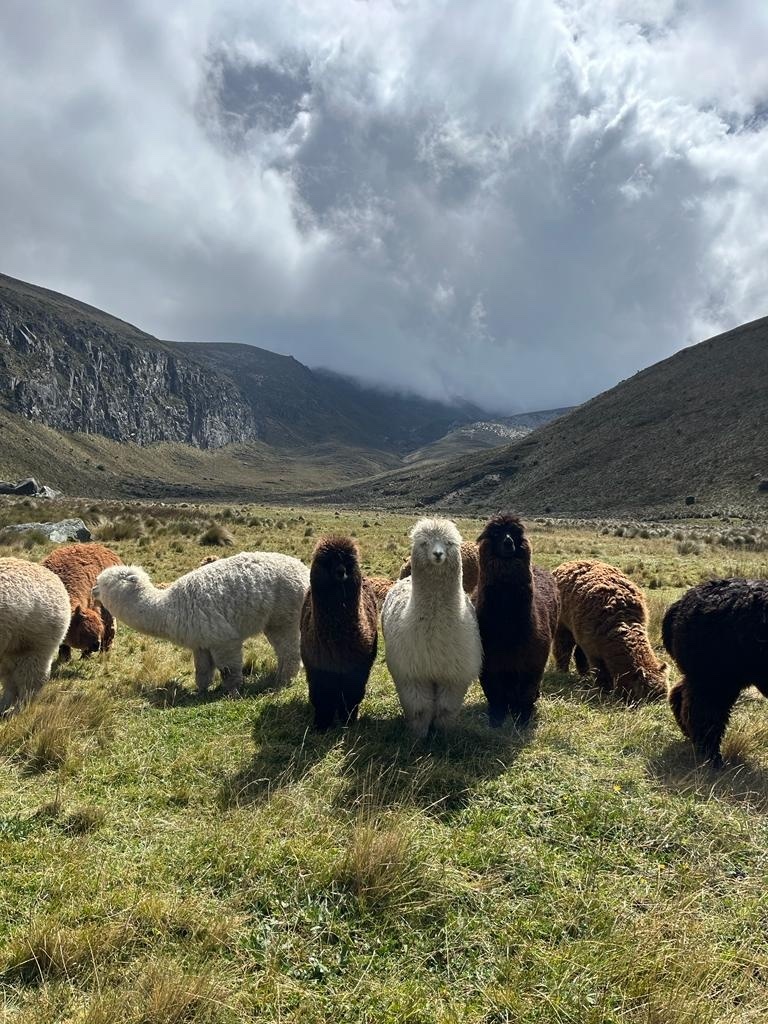 Alpaca from Guano, Chimborazo, EC on July 5, 2023 at 08:44 PM by ...
