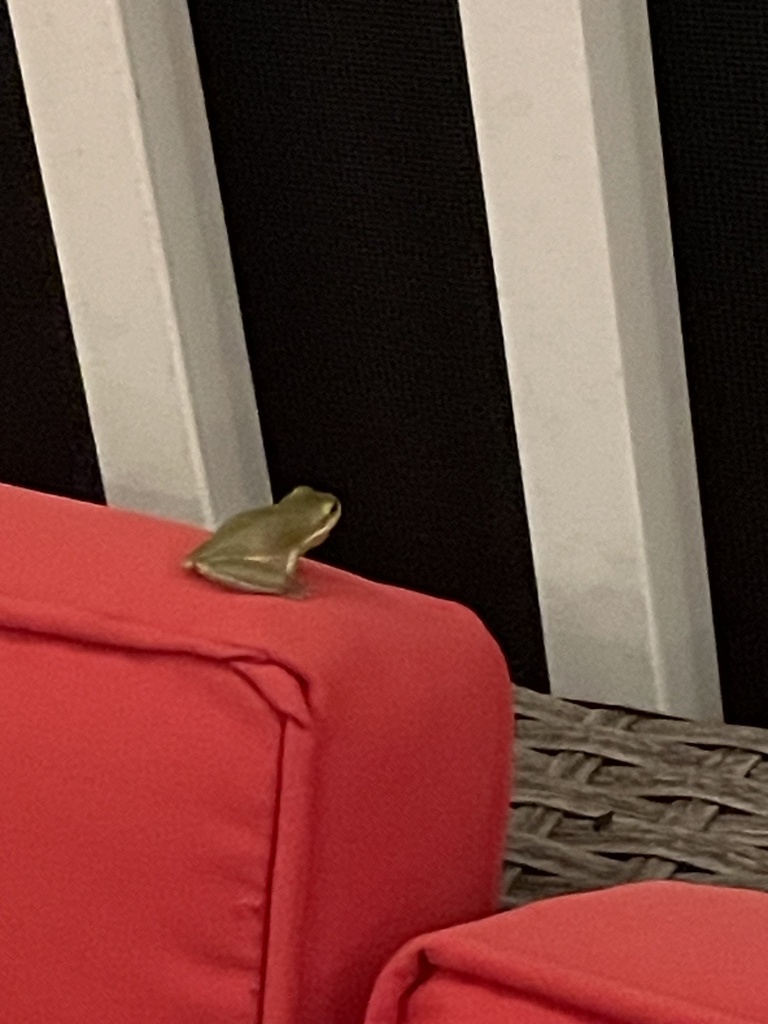 Green Treefrog from Cassada Ct, Holly Springs, NC, US on July 14, 2023 ...