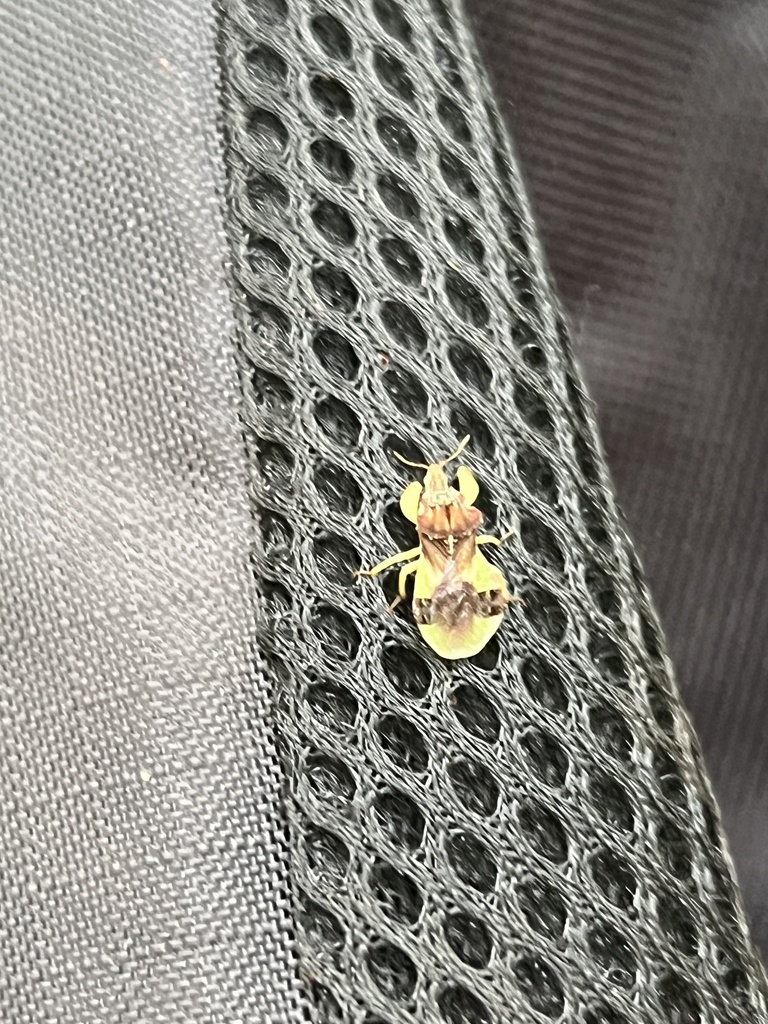 Jagged Ambush Bug from Dismal Swamp Natural Area, South Plainfield, NJ ...