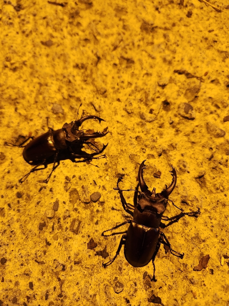 Lucanus formosanus in July 2023 by 0宗0 · iNaturalist
