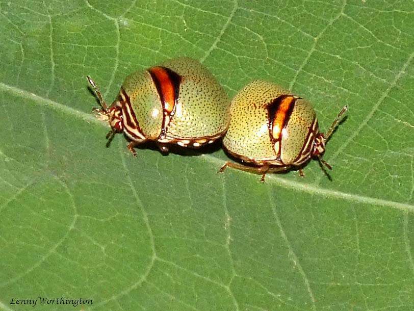 Coptosoma punctiventris from Tad Fa waterfall on August 27, 2016 at 06: ...