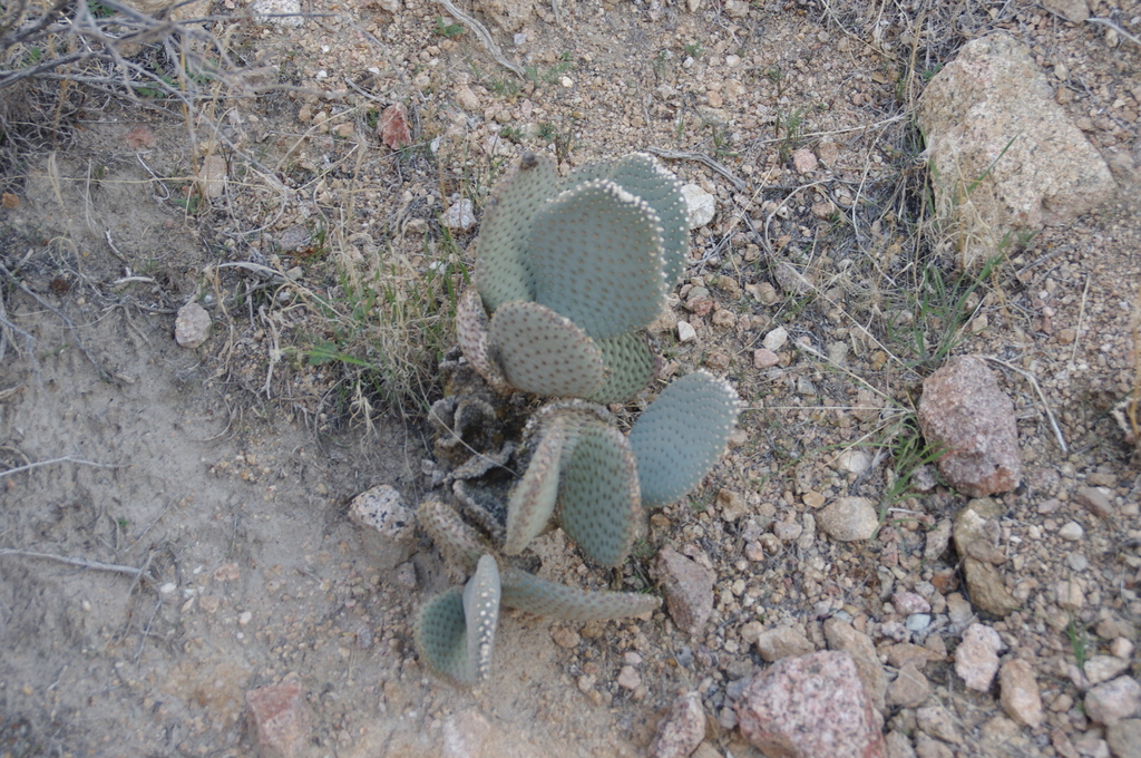 beavertail cactus from Rainbow Basin Natural Area on February 11, 2016 ...