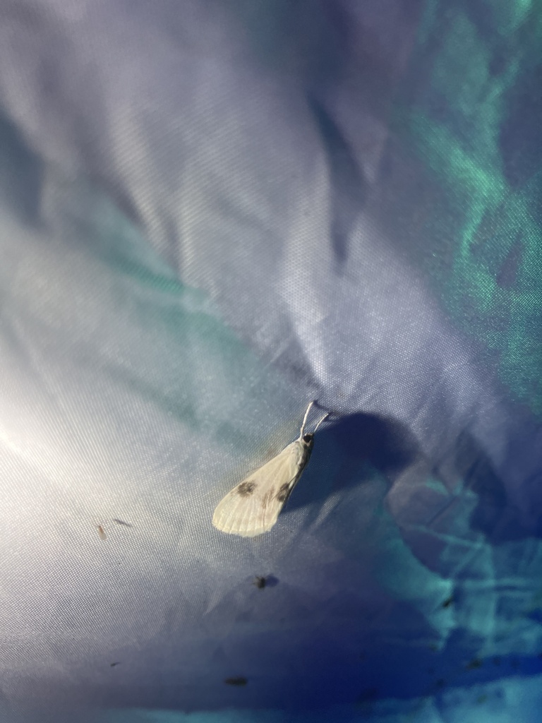 Oystershell Metrea Moth from Cave Rd, Bainbridge, OH, US on July 14 ...