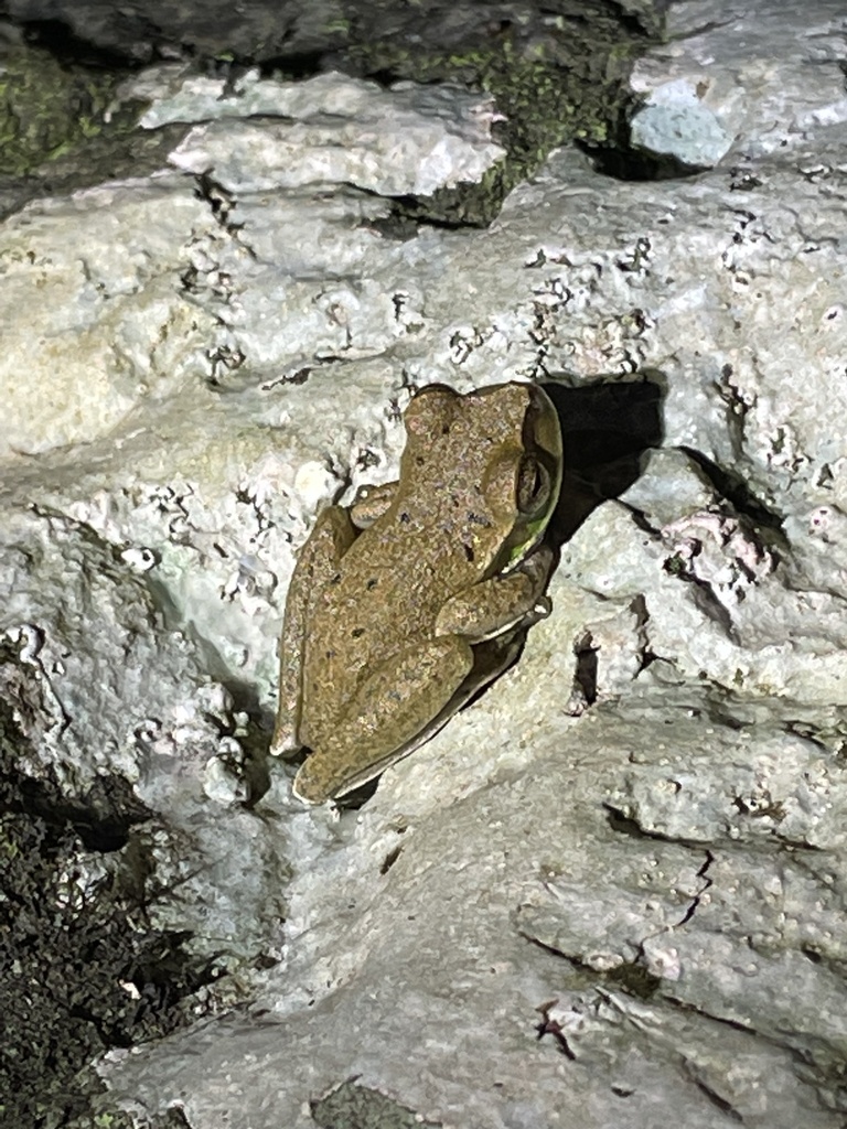 Cascade Tree Frog from Tamborine National Park, Tamborine Mountain, QLD ...