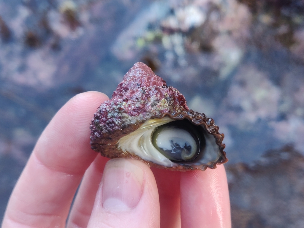 Cook's Turban from Northland 0173, New Zealand on July 15, 2023 at 11: ...