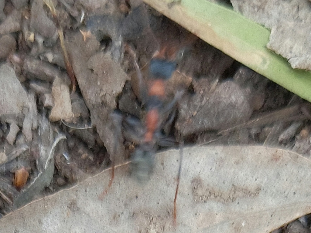 Jumping Jack Ant from 1-15 Dawn Rd, Albany Creek QLD 4035, Australia on ...