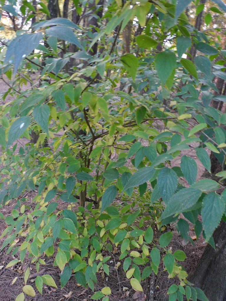 Nettle tree from Sydney NSW, Australia on May 31, 2023 at 03:56 PM by ...