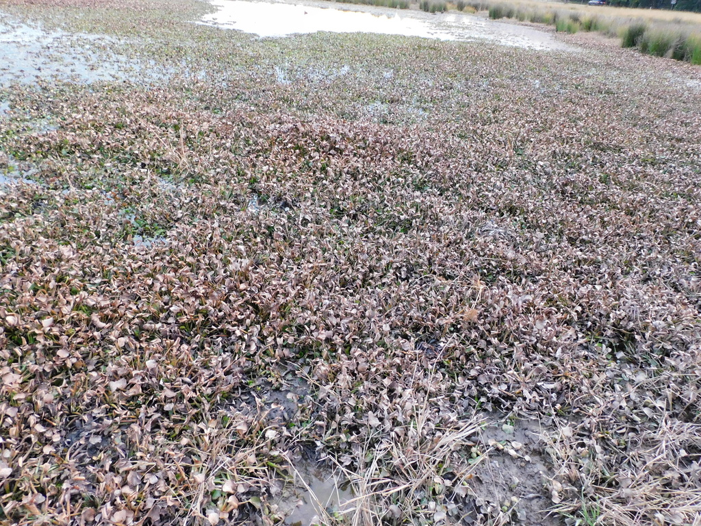 common water hyacinth from Sydney NSW, Australia on May 31, 2023 at 04: ...