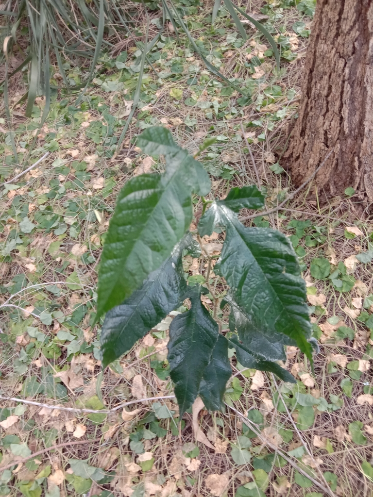 whalebone tree from Dunmore NSW 2529, Australia by Joel S. Henley ...