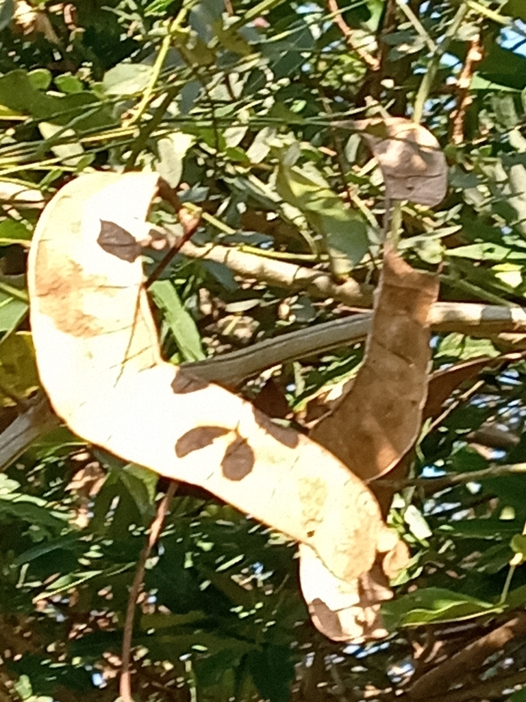 Spiny Splinter-bean from Bulwer, Berea, 4083, South Africa on July 15 ...