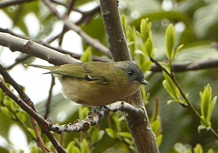 Green Shrike-Babbler from West Kameng, IN-AR, IN on March 31, 2023 by ...