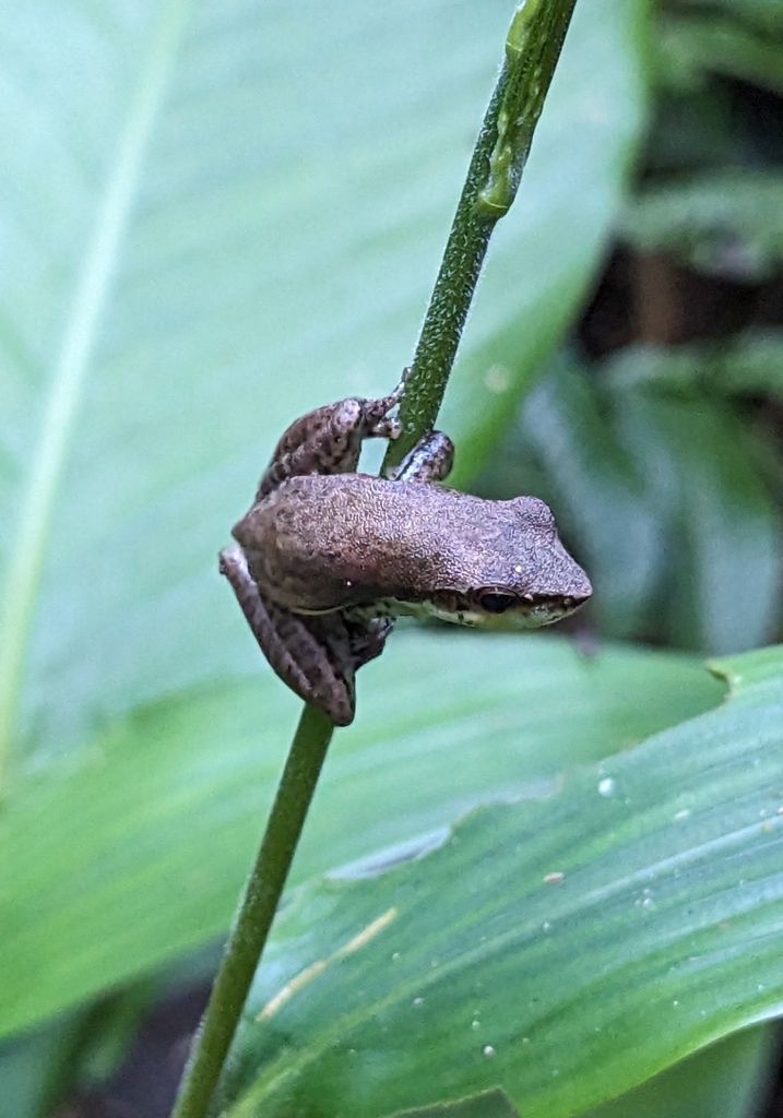 Tree Frogs and Allies from 17600, Peru on July 13, 2023 at 03:54 PM by ...
