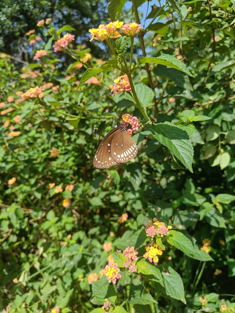 Common Crow Butterfly from 3HPF+PPG, Vignana Kendra, Bengaluru ...