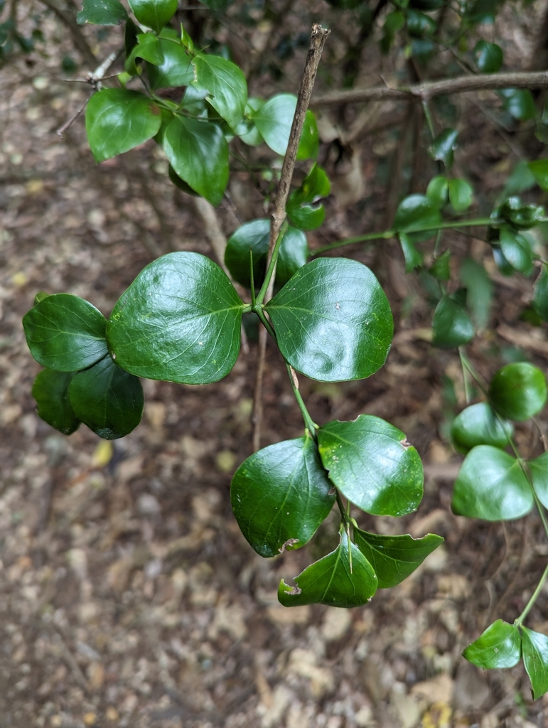 conkerberry from Mount Byron QLD 4312, Australia on July 15, 2023 at 11 ...