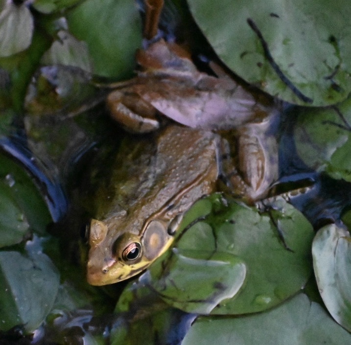 Green Frog from Beaver Pond, Park City, KY, US on July 14, 2023 at 06: ...