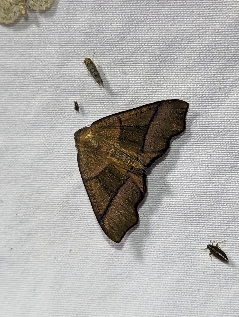 Straight-lined Plagodis Moth from Fort Hill Earthworks & Nature ...