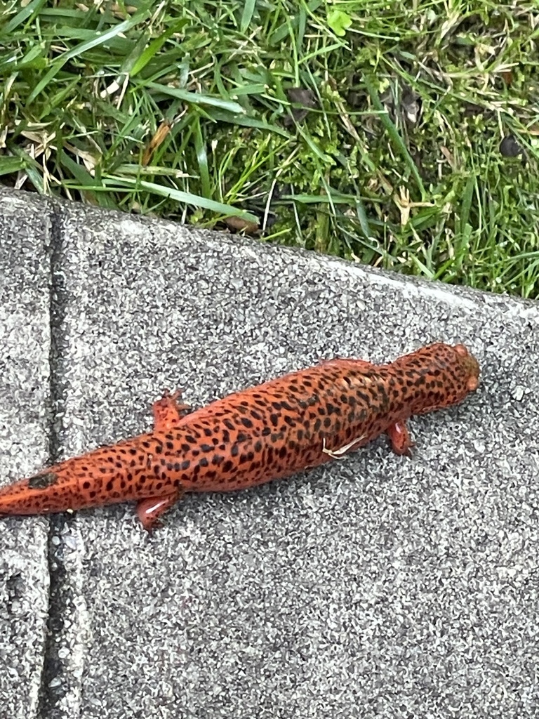 Red Salamander from Roselyn Way, Black Mountain, NC, US on July 15 ...