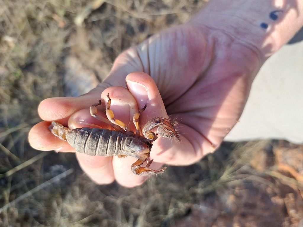 Pugnacious Burrowing Scorpion from Dr Kenneth Kaunda District ...