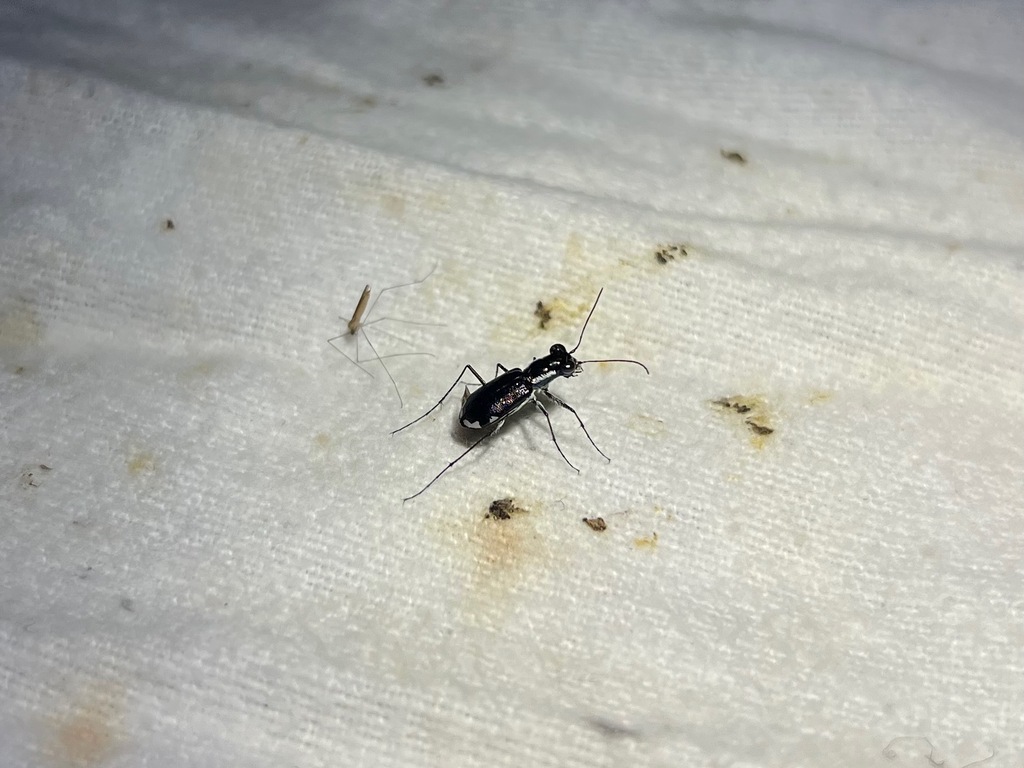 Scabrous Tiger Beetle from Martin County, FL, USA on July 12, 2023 at ...