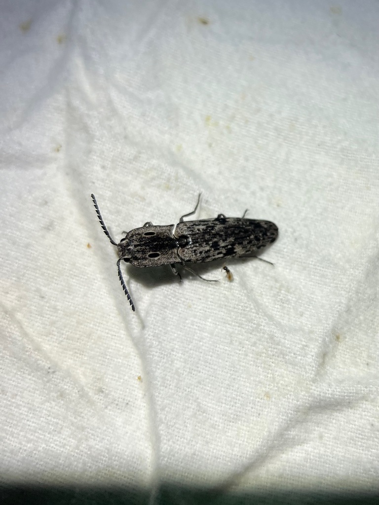 Small-eyed Click Beetle from Martin County, FL, USA on July 12, 2023 at ...