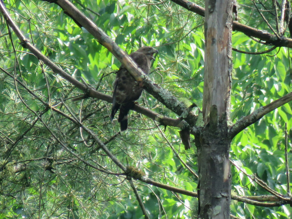 Broad-winged Hawk from Moretown, VT, USA on July 15, 2023 at 10:03 AM ...