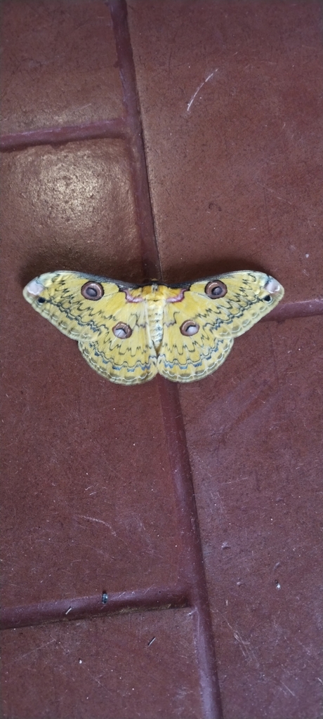 Saturniini from 5/135, Pothamedu, Munnar, Kerala 685565, India on July ...