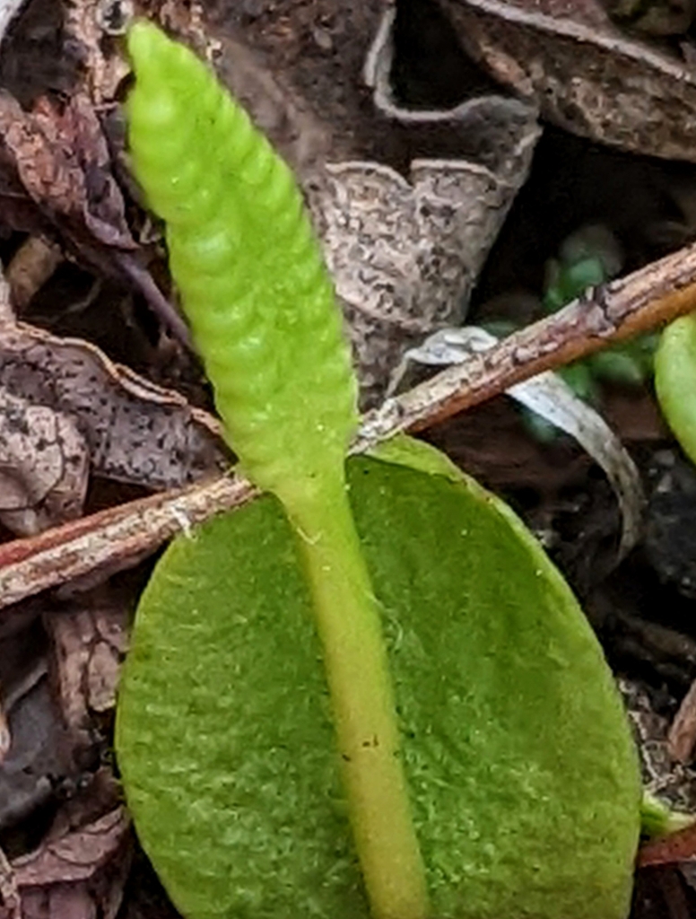 northern adder's-tongue in July 2023 by Marie-France Germain · iNaturalist
