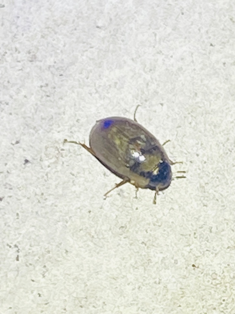 Enochrus from Windsor Park, Austin, TX, USA on July 14, 2023 at 09:28 ...