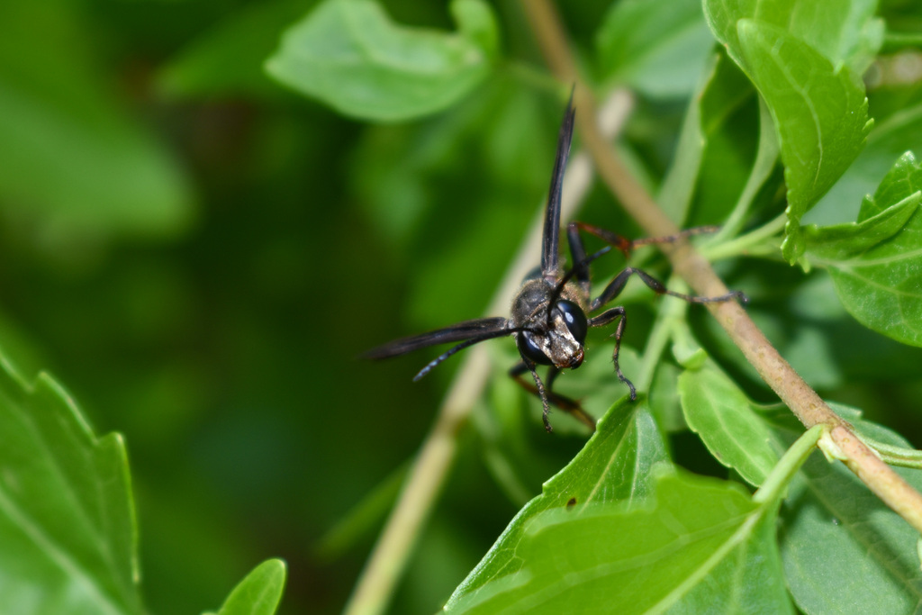 Brown-legged Grass-carrying Wasp from Circle C Ranch, Austin, TX, USA ...