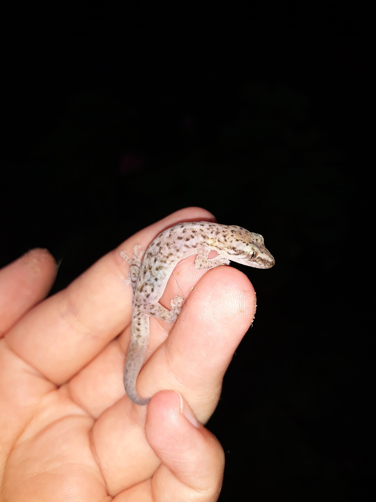 Marbled Leaf-toed Gecko from Gordon's Bay, Cape Town, South Africa on ...