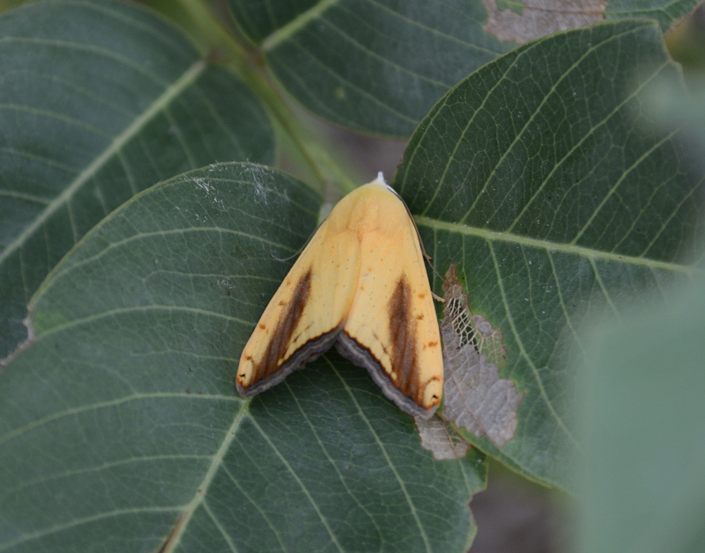 Xanthodes intersepta from RHQQ+4P, Basavanapura, Bengaluru, Karnataka ...