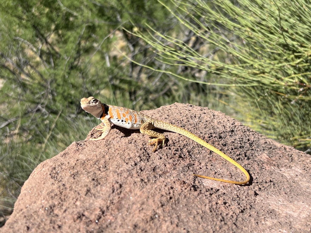 Desert Collared Lizard from Grand Canyon National Park, Williams, AZ ...