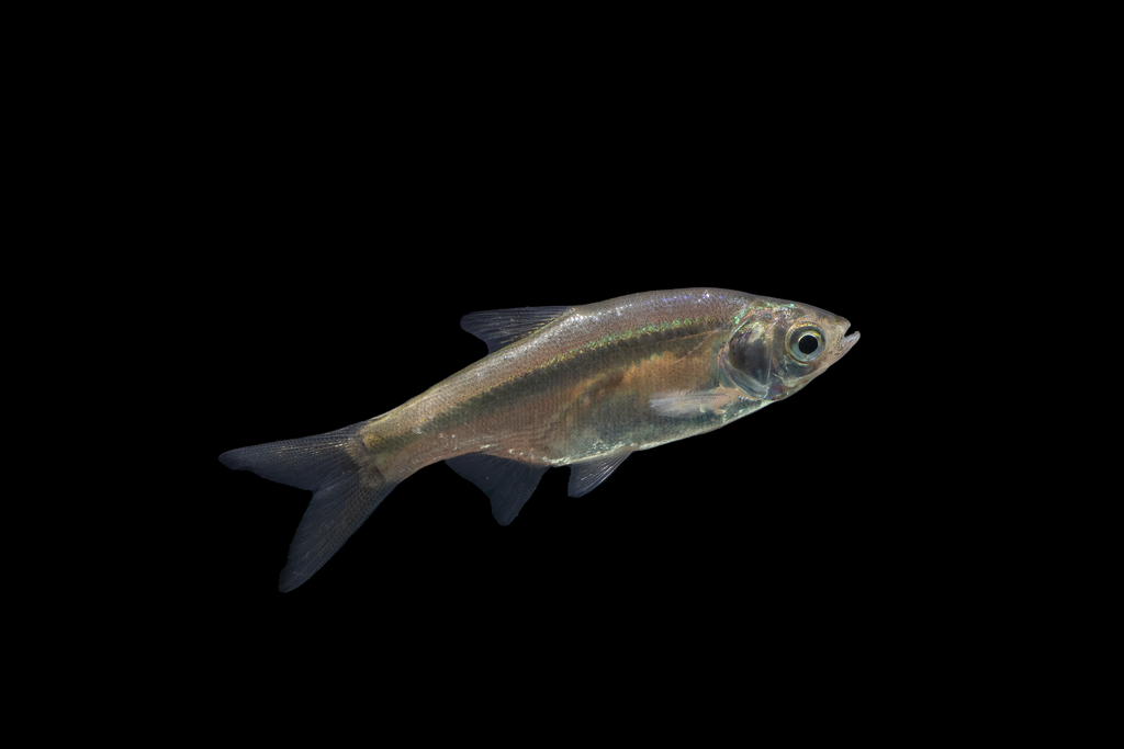 (Amblypharyngodon microlepis) - Marine Life Identification