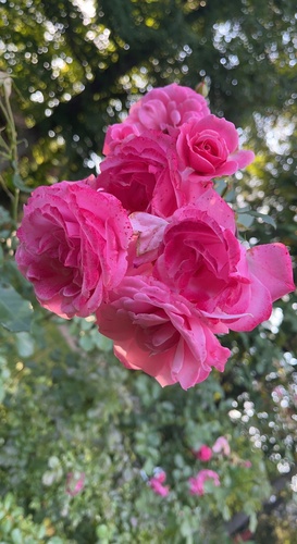 Rosa grandiflora · NaturaLista Colombia