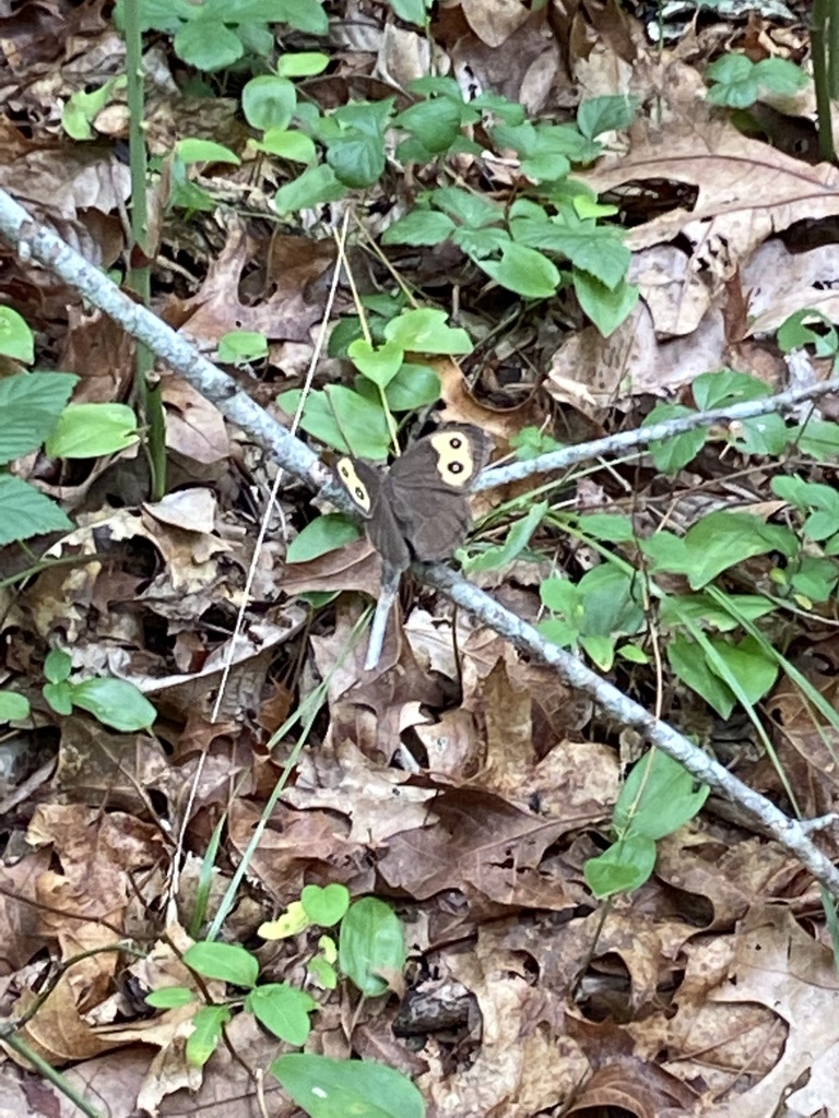 Common Wood-Nymph from Wertheim National Wildlife Refuge, Shirley, NY ...