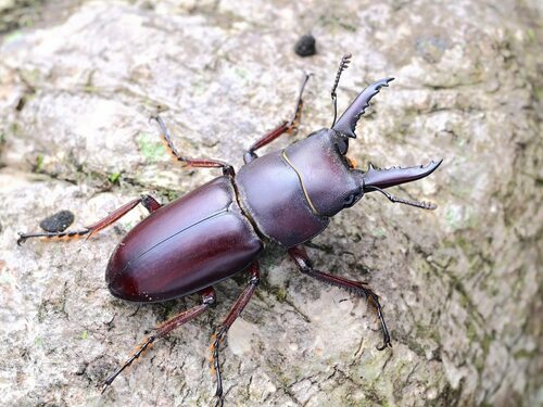 Photo 300528569, (c) jiangyou, all rights reserved, uploaded by ...