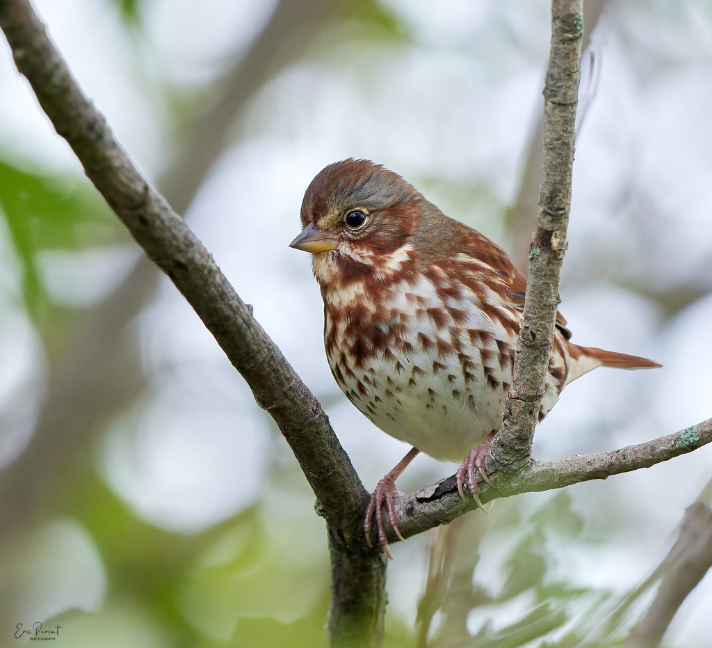 Fox Sparrow from Neuville, QC, Canada on September 25, 2022 at 08:43 AM ...