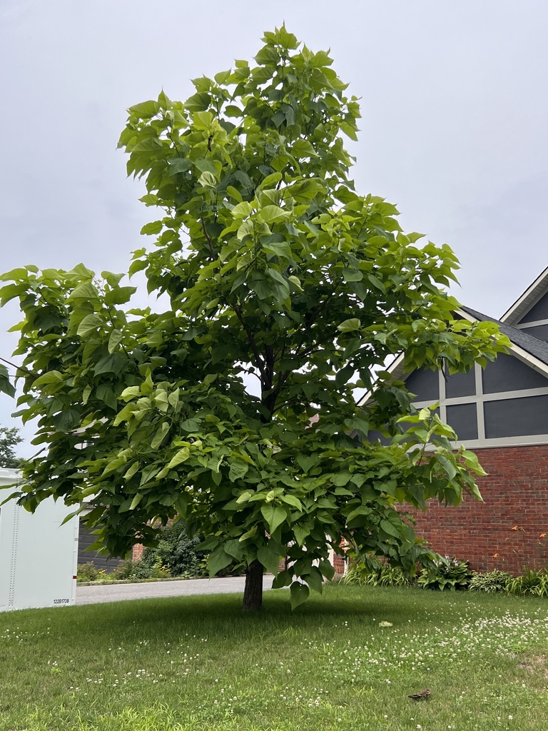 northern catalpa from Boone Cres, Ottawa, ON, CA on July 15, 2023 at 03 ...