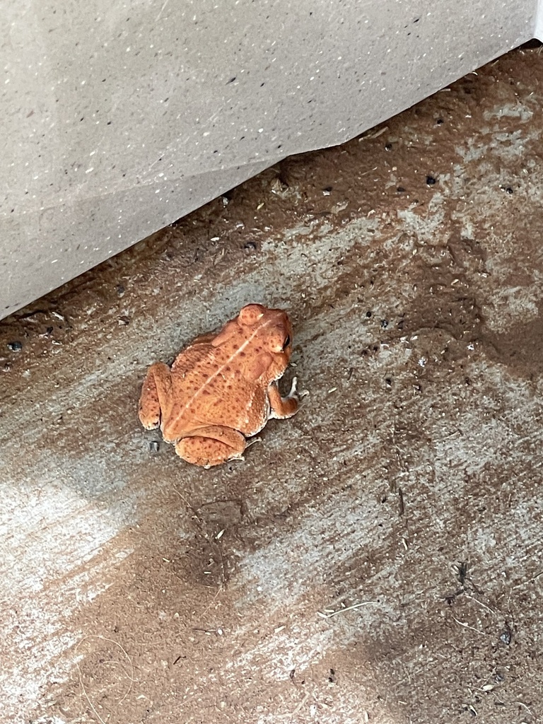 American Toad from Colonial Ave, Tuttle, OK, US on July 15, 2023 at 02: ...