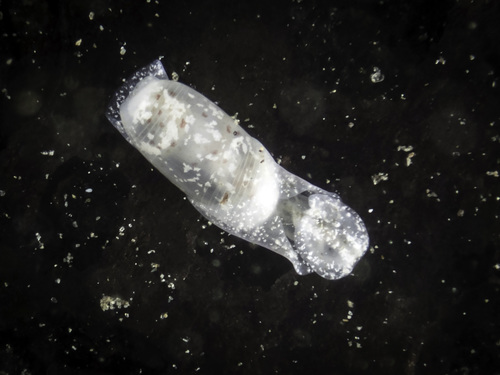 Liloa porcellana · iNaturalist