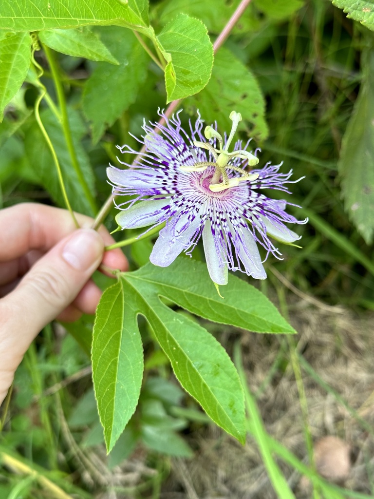 purple passionflower from Rockbridge Rd NW, Lilburn, GA, US on July 15 ...