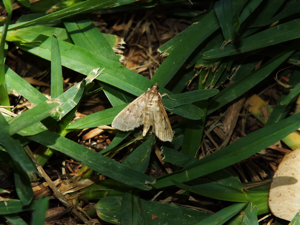 Grass Webworm Moth from Parque La Granja-El Chapatal, 38007 Santa Cruz ...