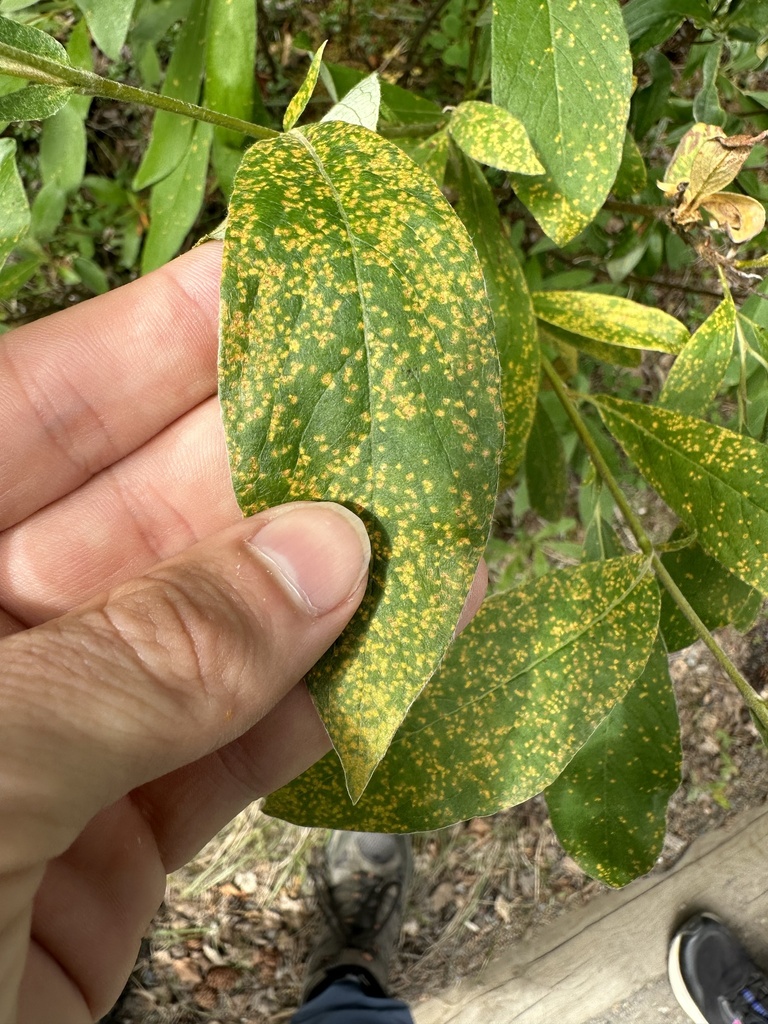 rust fungi from Denali National Park & Preserve, AK, US on July 13 ...