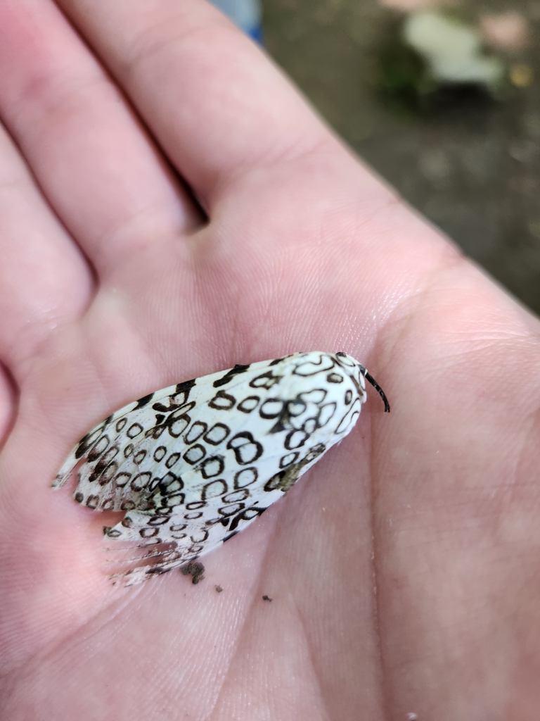 Giant Leopard Moth from Three Falls Woods on July 15, 2023 at 05:13 PM ...