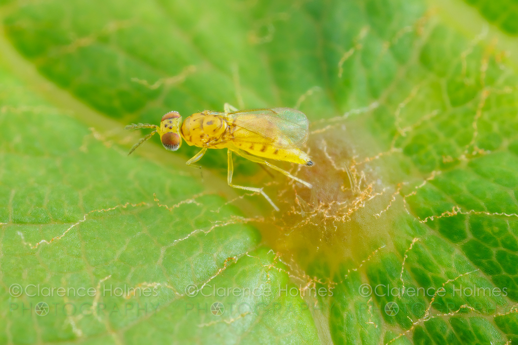 Chrysonotomyia in July 2023 by Clarence Holmes. Observed ovipositing on ...